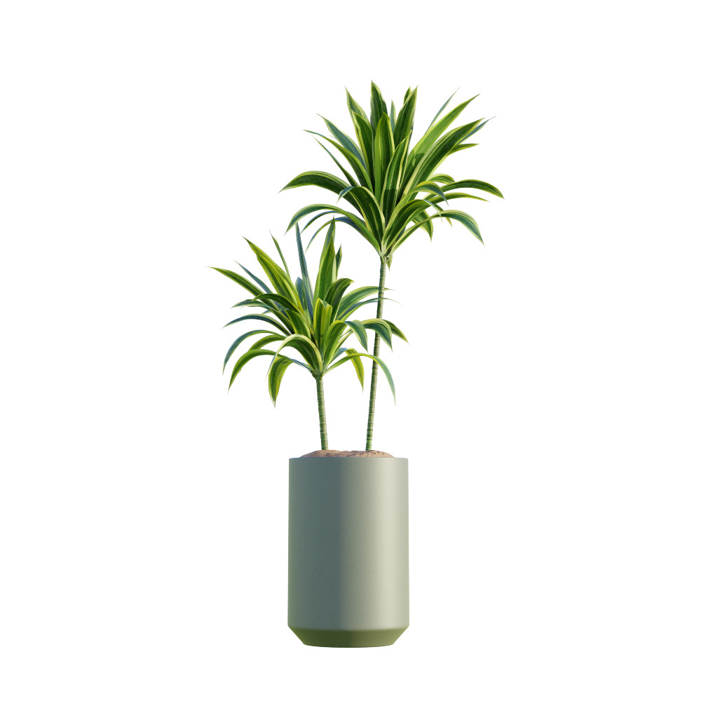 Plant - interior flower in pot - Dracaena Warneckii Lemon Lime Cane ...
