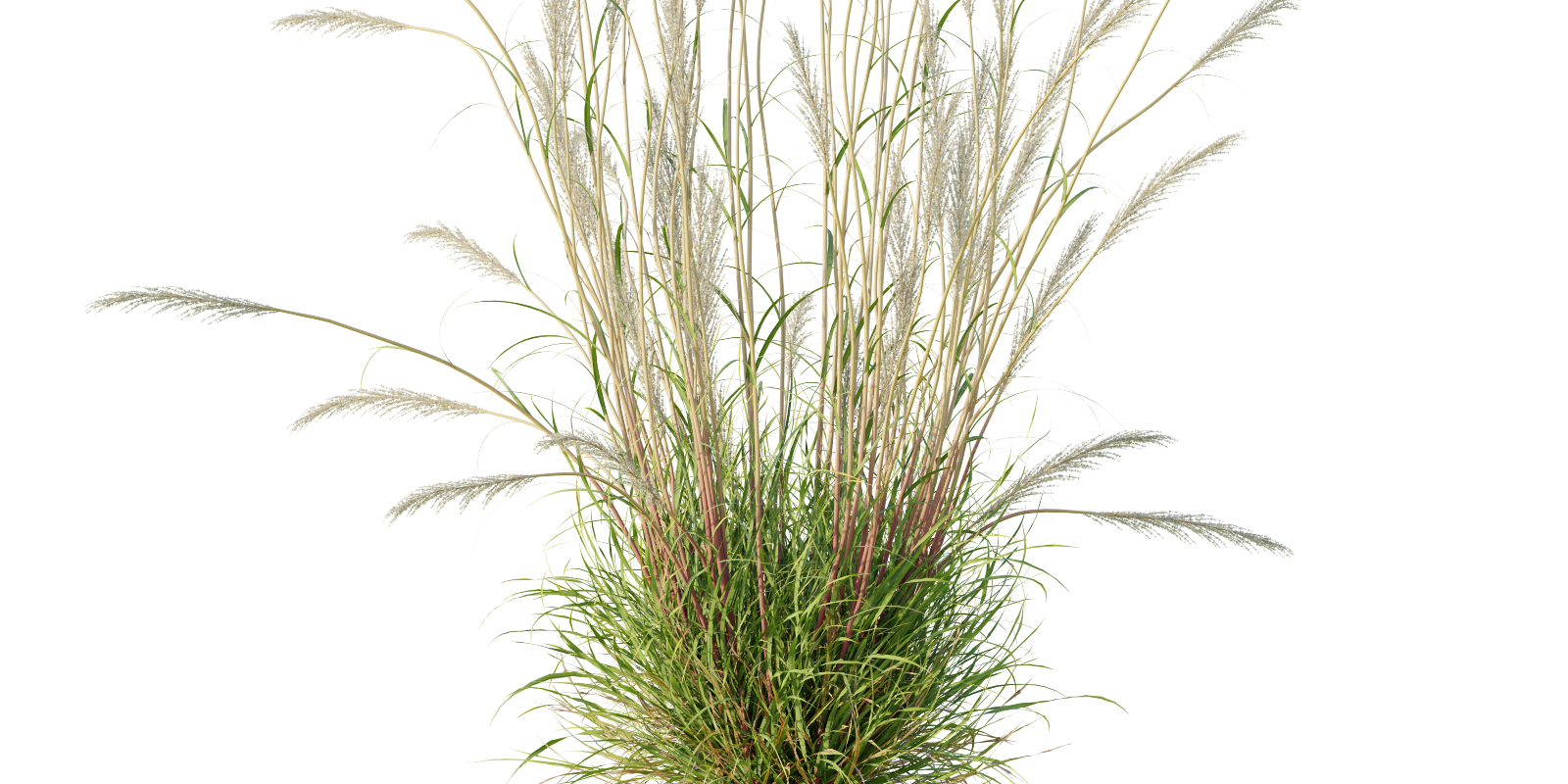 Plant - Decorative Tuft Of Grass - Calamagrostis Acutiflora - Karl ...