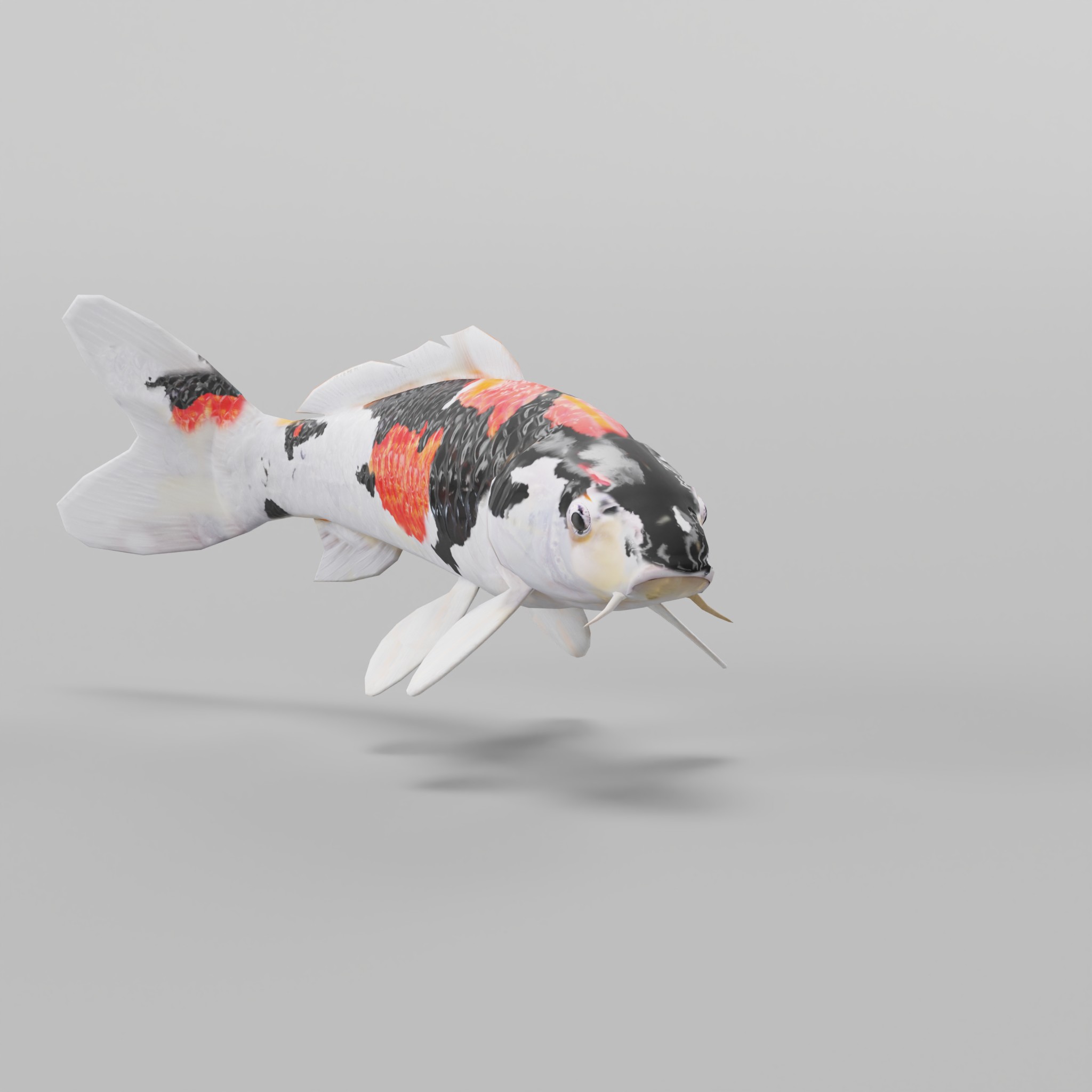 Koi Fish - Blender Market