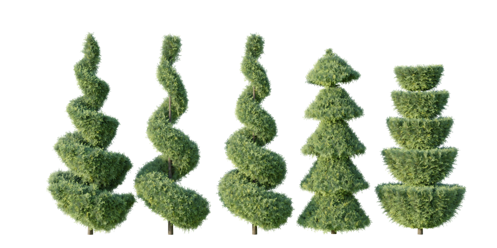 plant - bush - shaped shrub - Cupressus sempervirens - Italian cypress ...