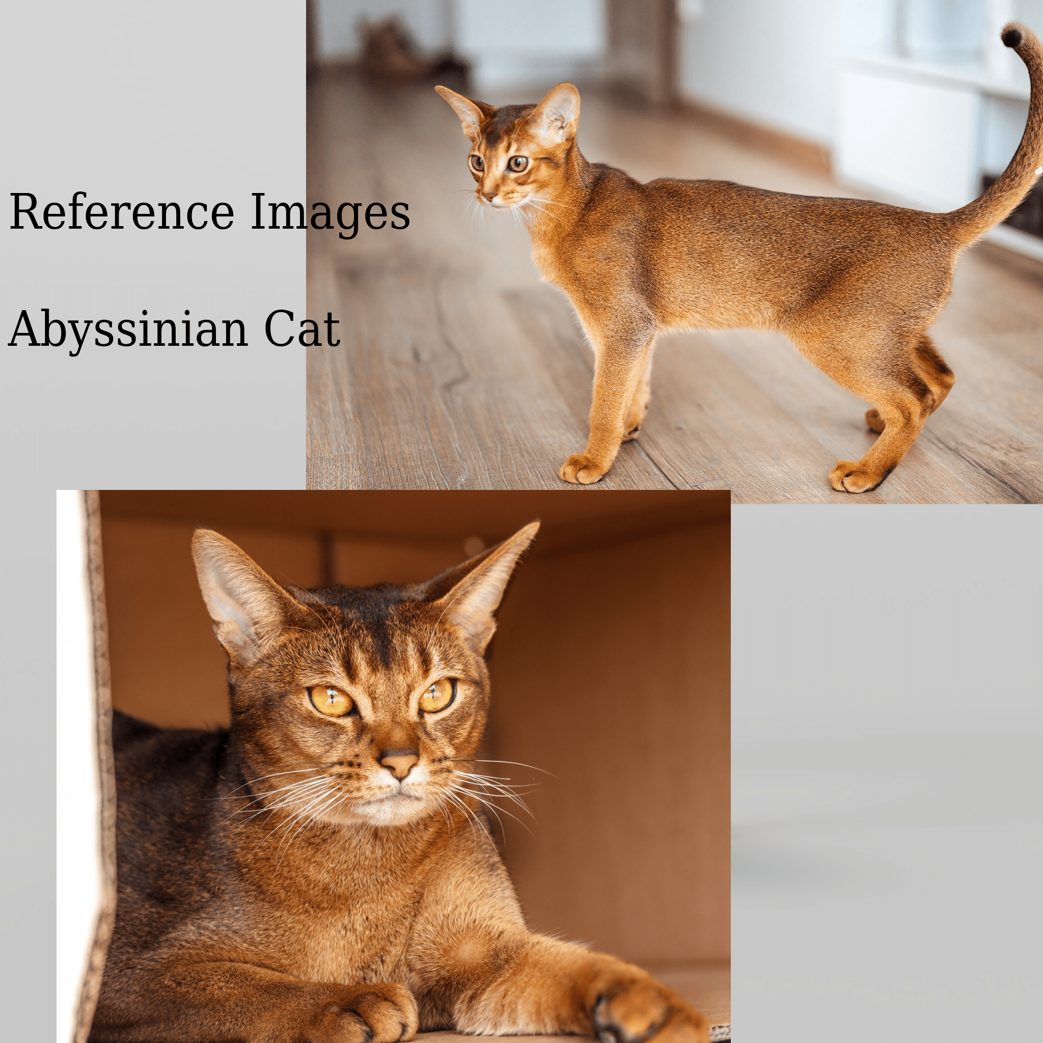 Abyssinian Cat - Blender Market