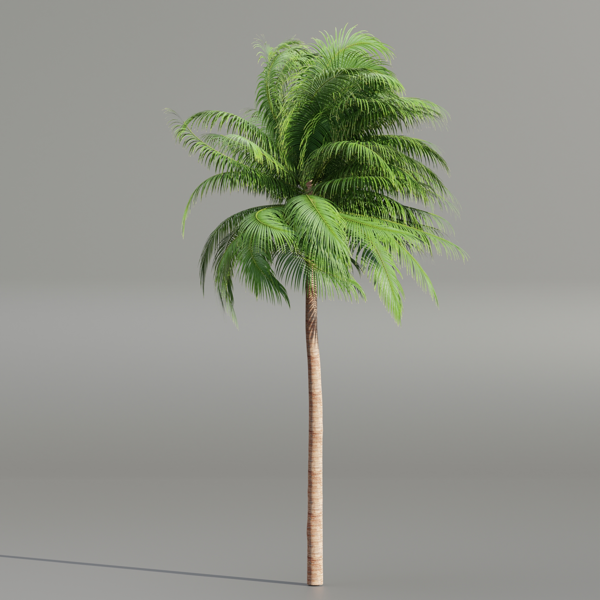 Palm trees collection 195-Blender-3dmodel - Blender Market