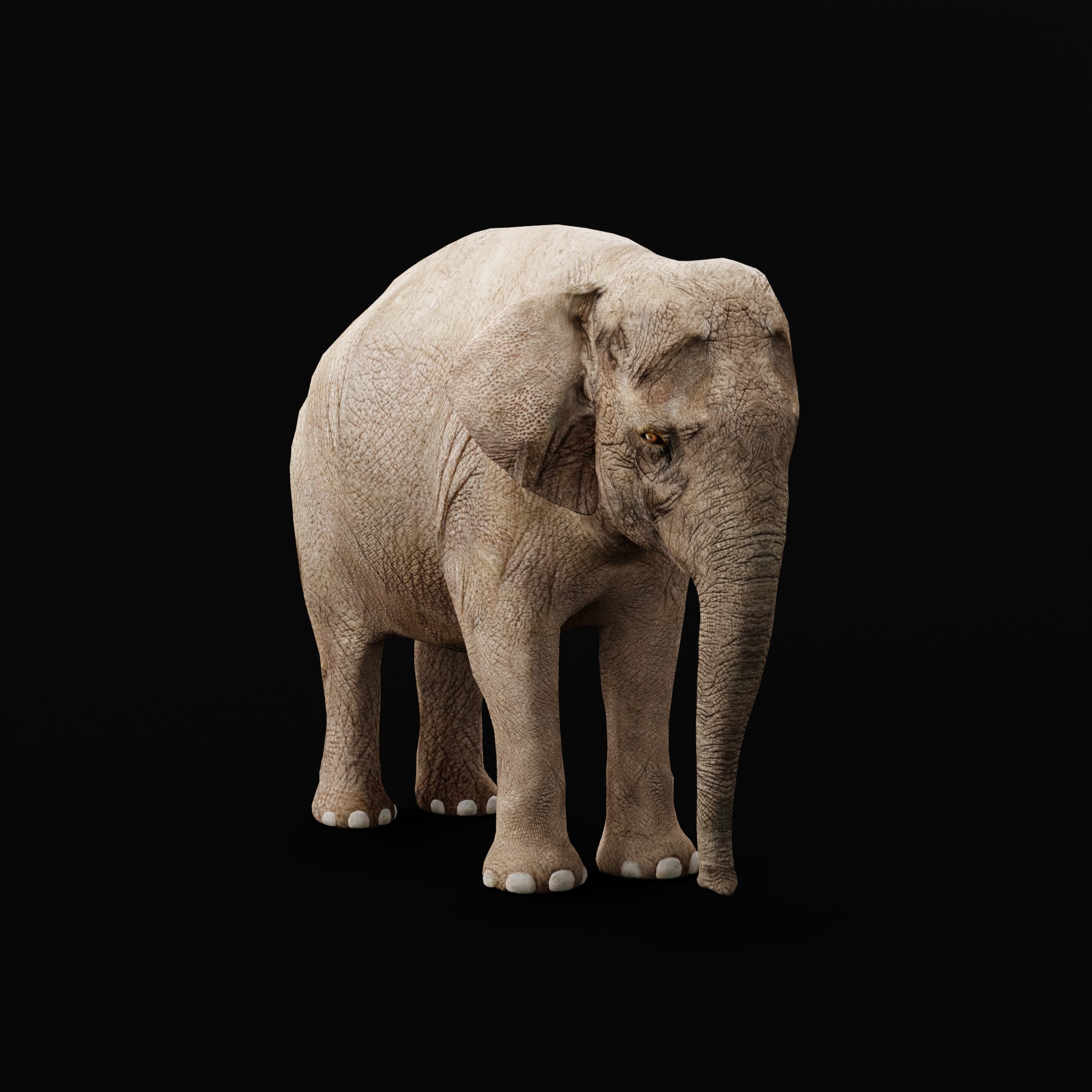 Elephant Bird Extinct Animals