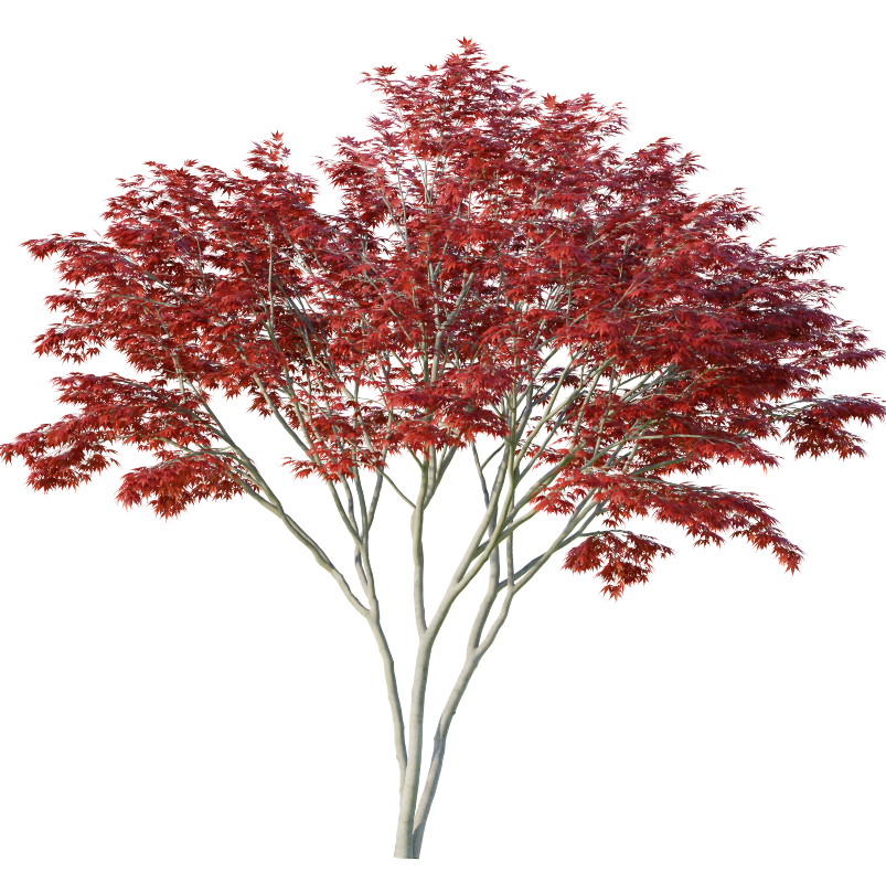 tree - small decorative red tree - Acer palmatum - Japanese maple ...