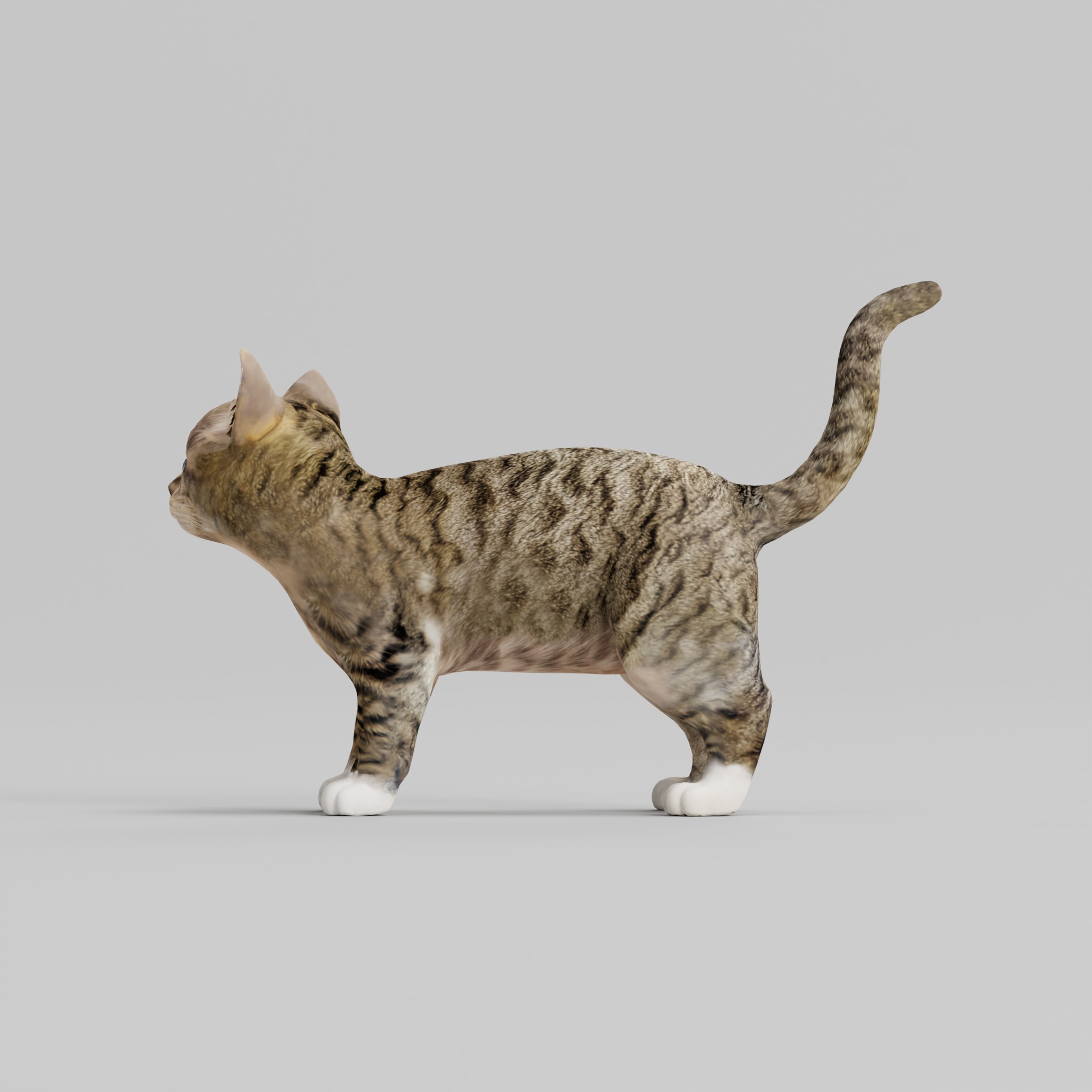 Kitten Cat - Blender Market